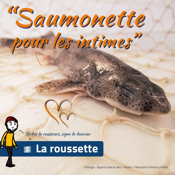 Roussette - Les Pêcheurs de Bretagne