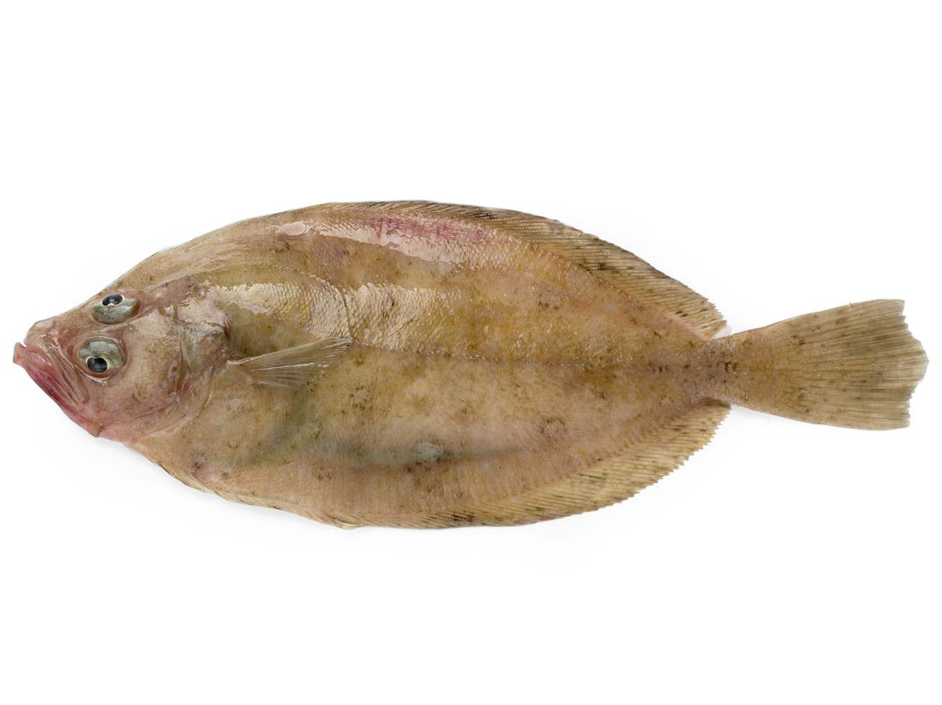 Cardine - Les Pêcheurs de Bretagne