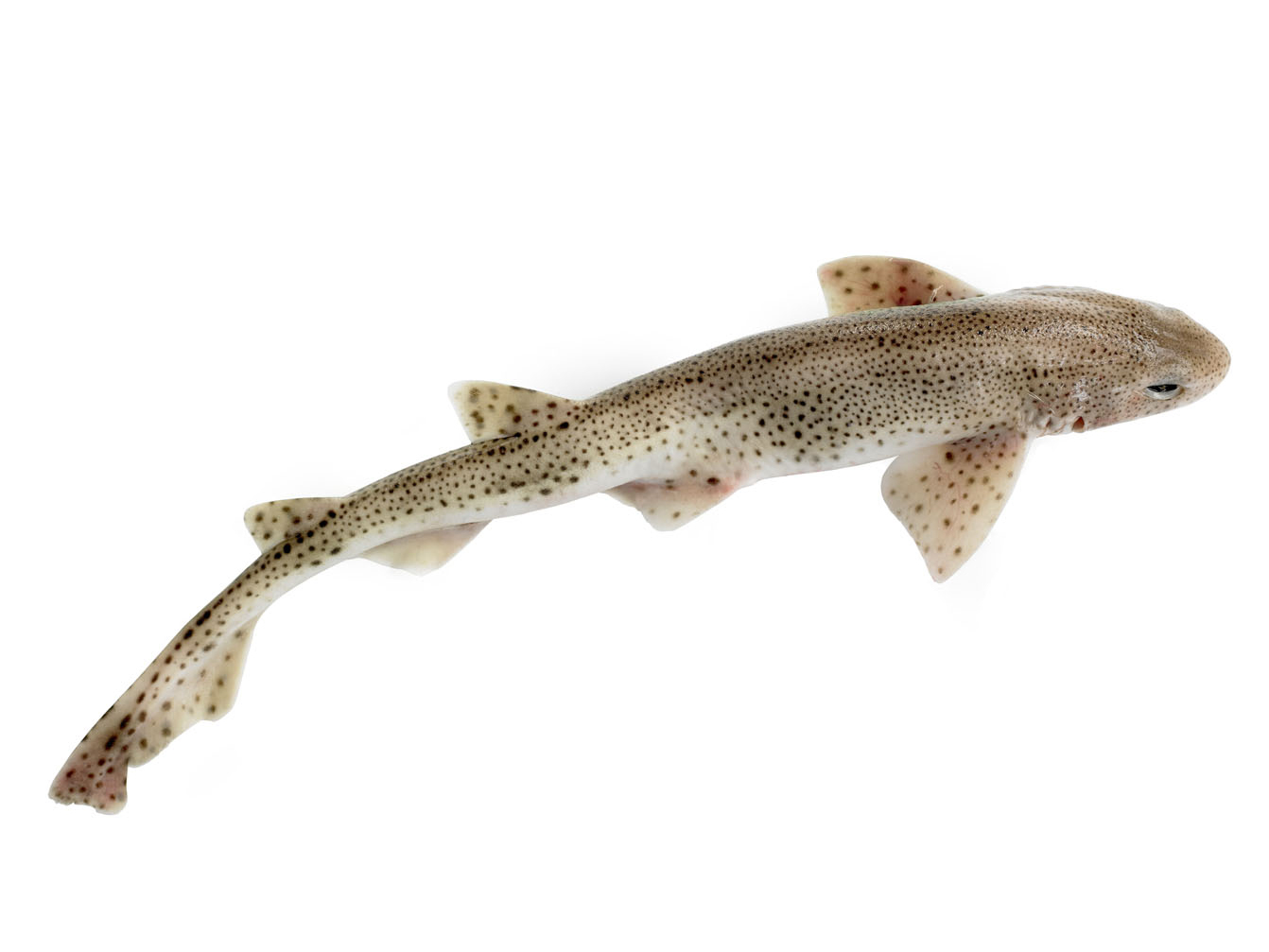 Roussette - Les Pêcheurs de Bretagne