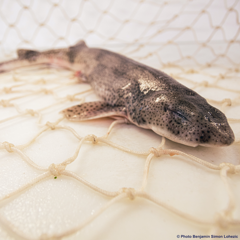 Roussette - Les Pêcheurs de Bretagne